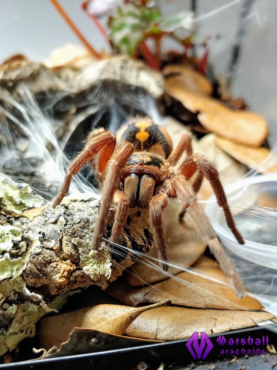 Hapalopus sp. Colombia care guide – Marshall Arachnids