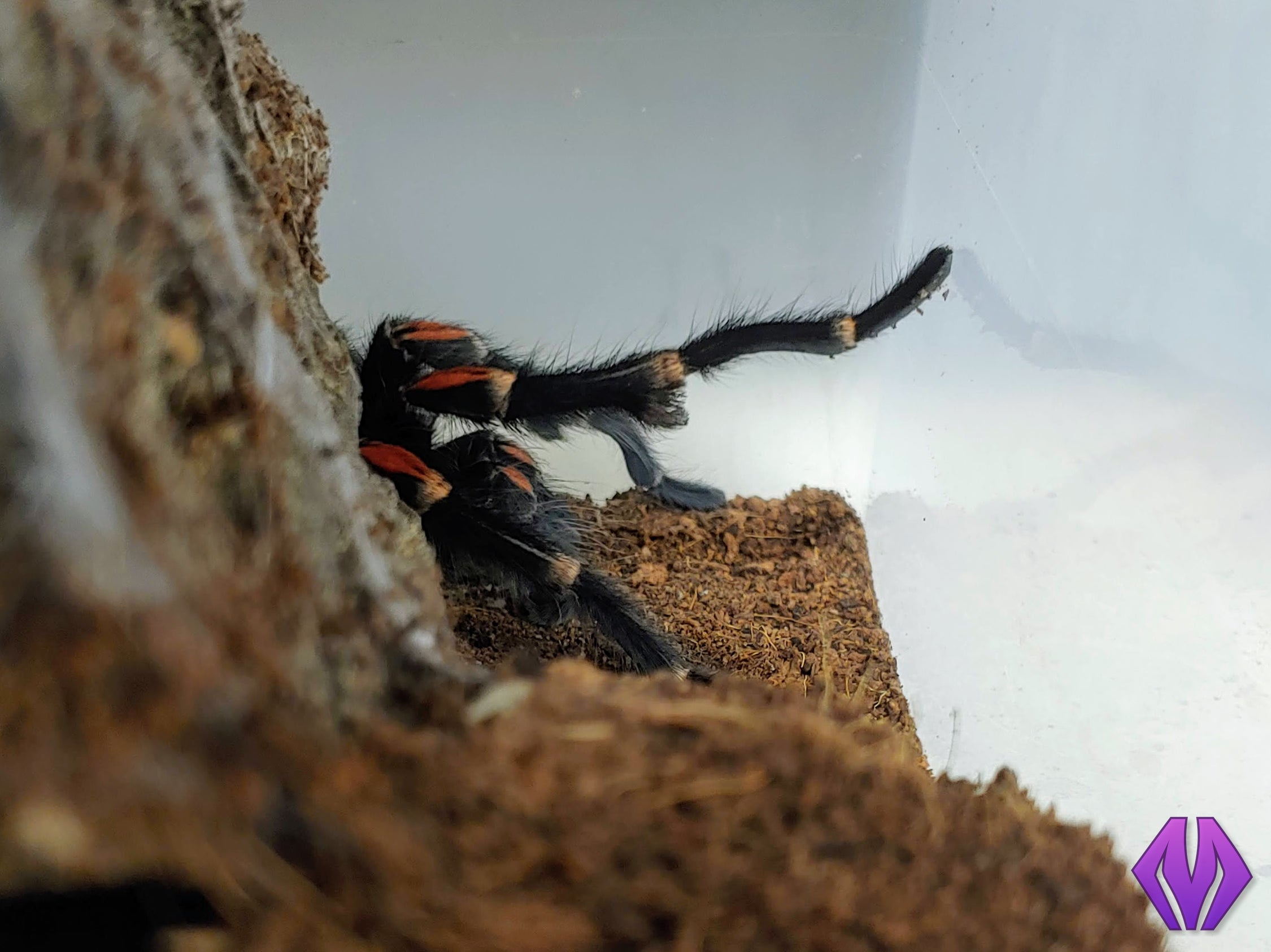 Brachypelma care guide – Marshall Arachnids