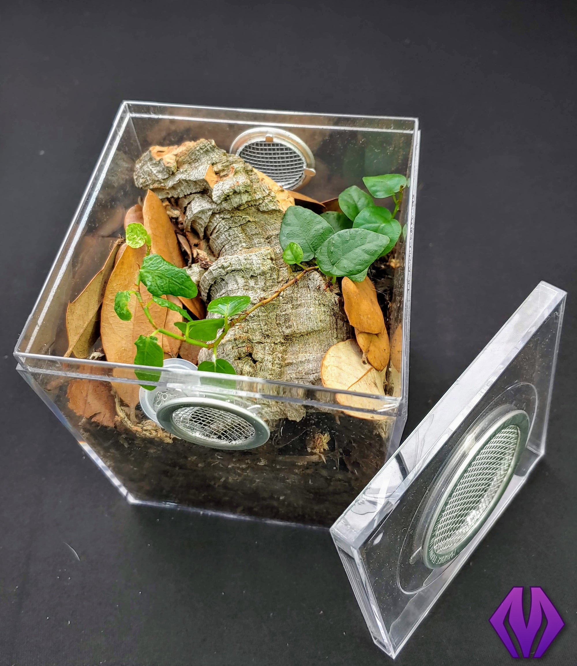 Hapalopus sp. Colombia care guide – Marshall Arachnids