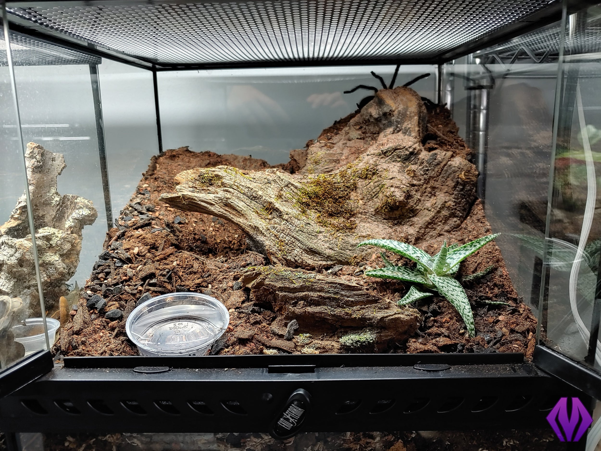 Harpactira pulchripes care guide – Marshall Arachnids