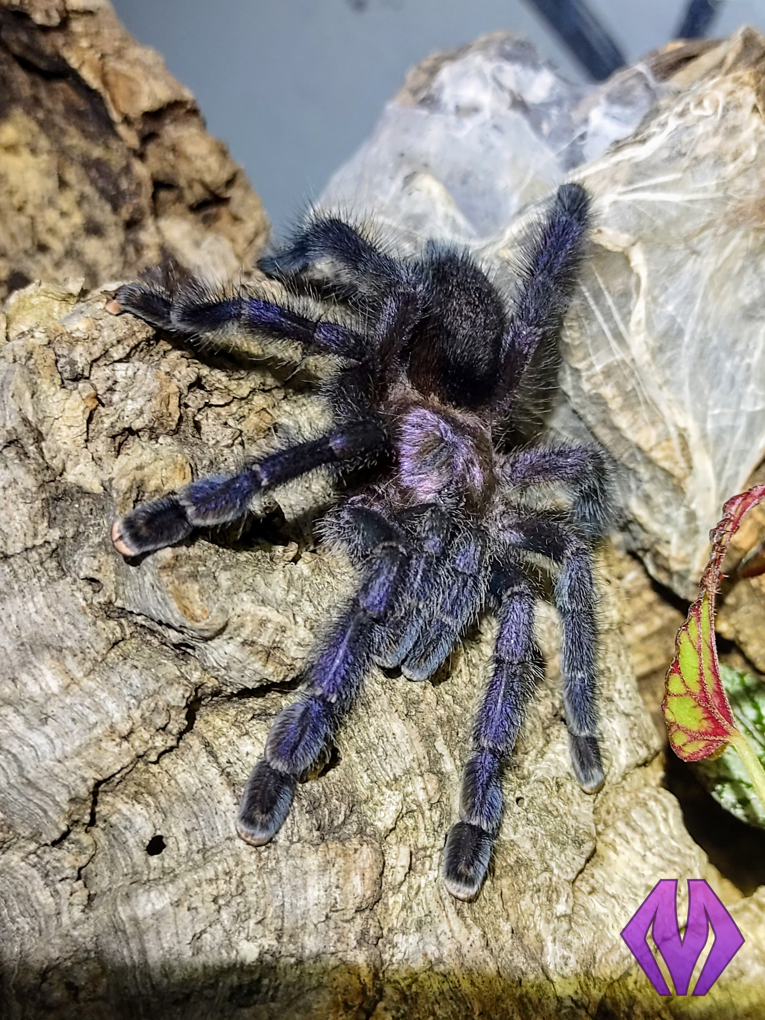 Avicularia care guide – Marshall Arachnids
