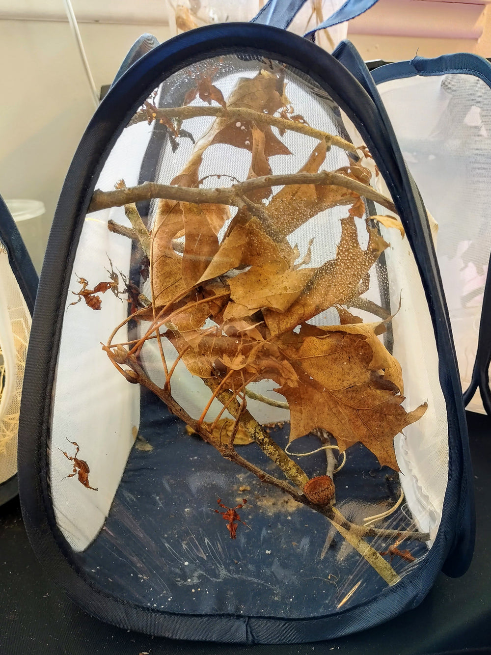 ghost mantis care guide – Marshall Arachnids