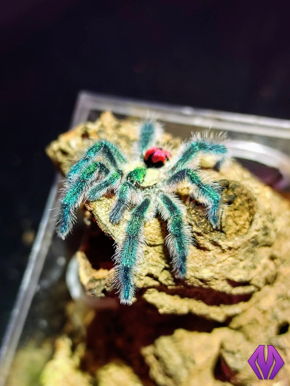 Typhochlaena seladonia care guide – Marshall Arachnids