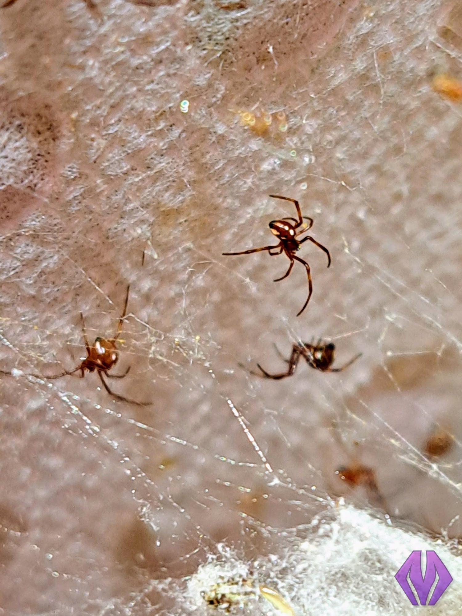 widow spider care guide – Marshall Arachnids