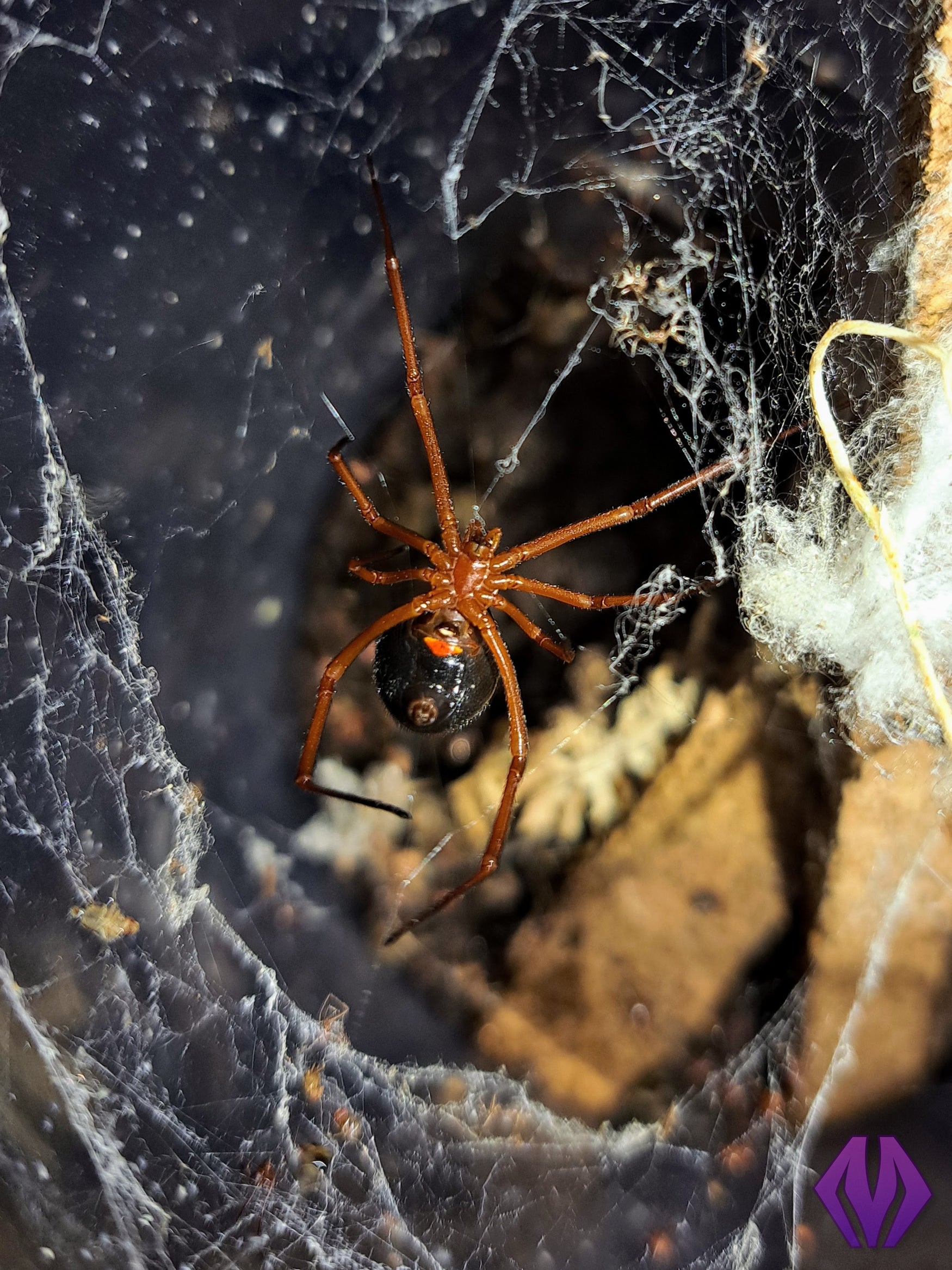 widow spider care guide – Marshall Arachnids