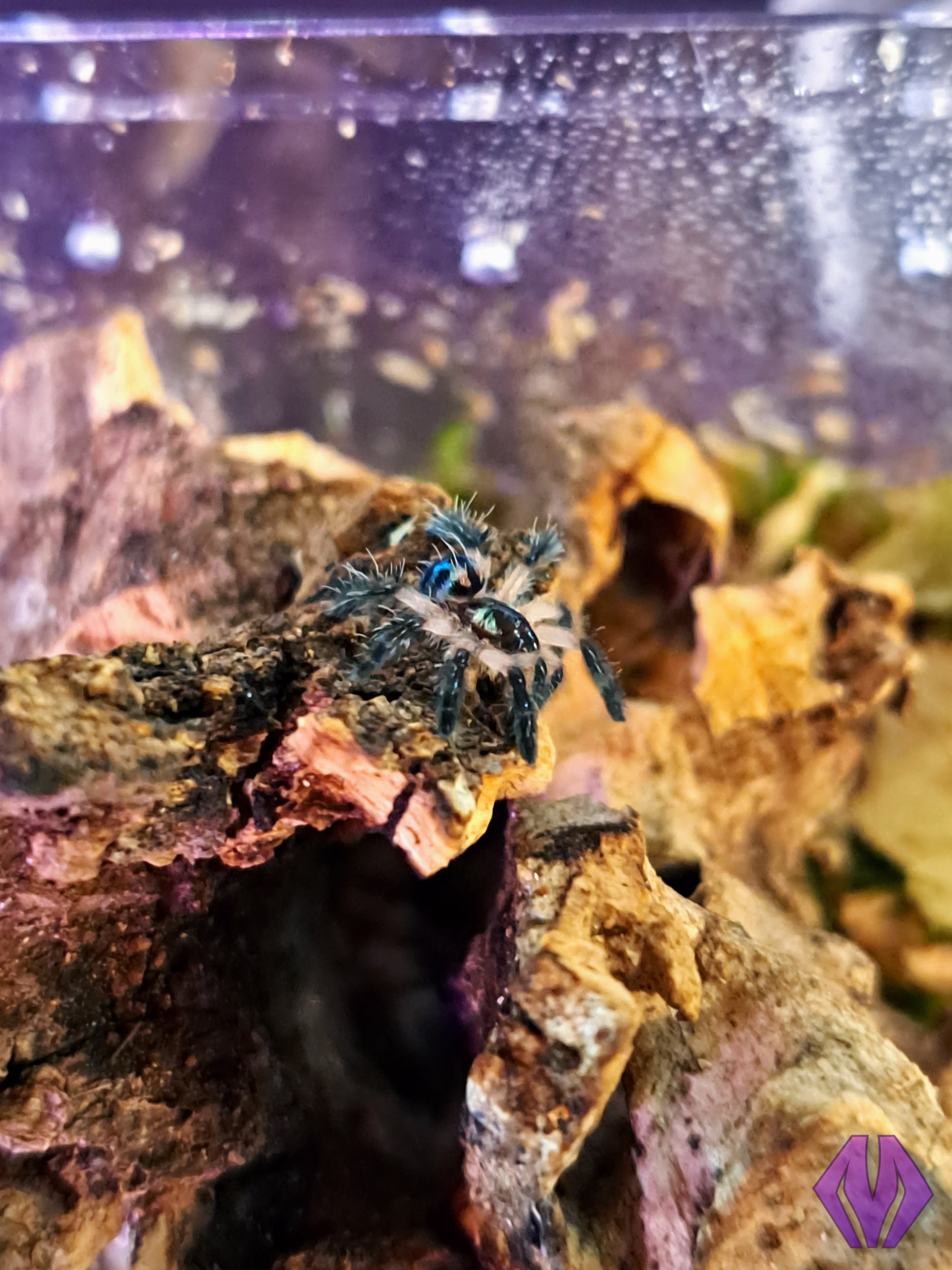 Typhochlaena seladonia care guide – Marshall Arachnids