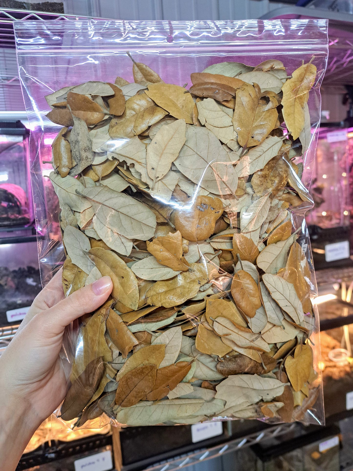 mixed oak leaf litter – Marshall Arachnids