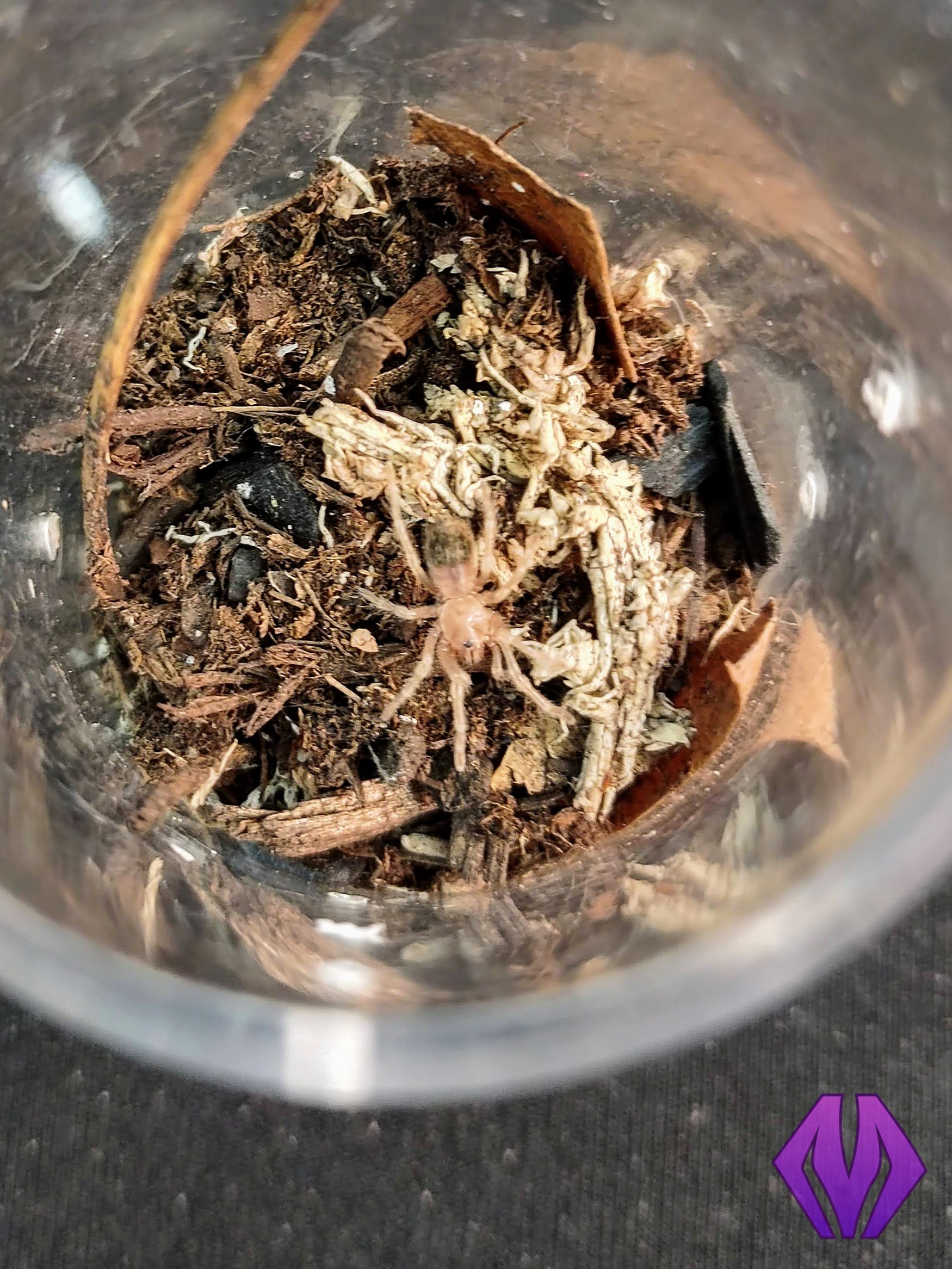 Brachypelma care guide – Marshall Arachnids