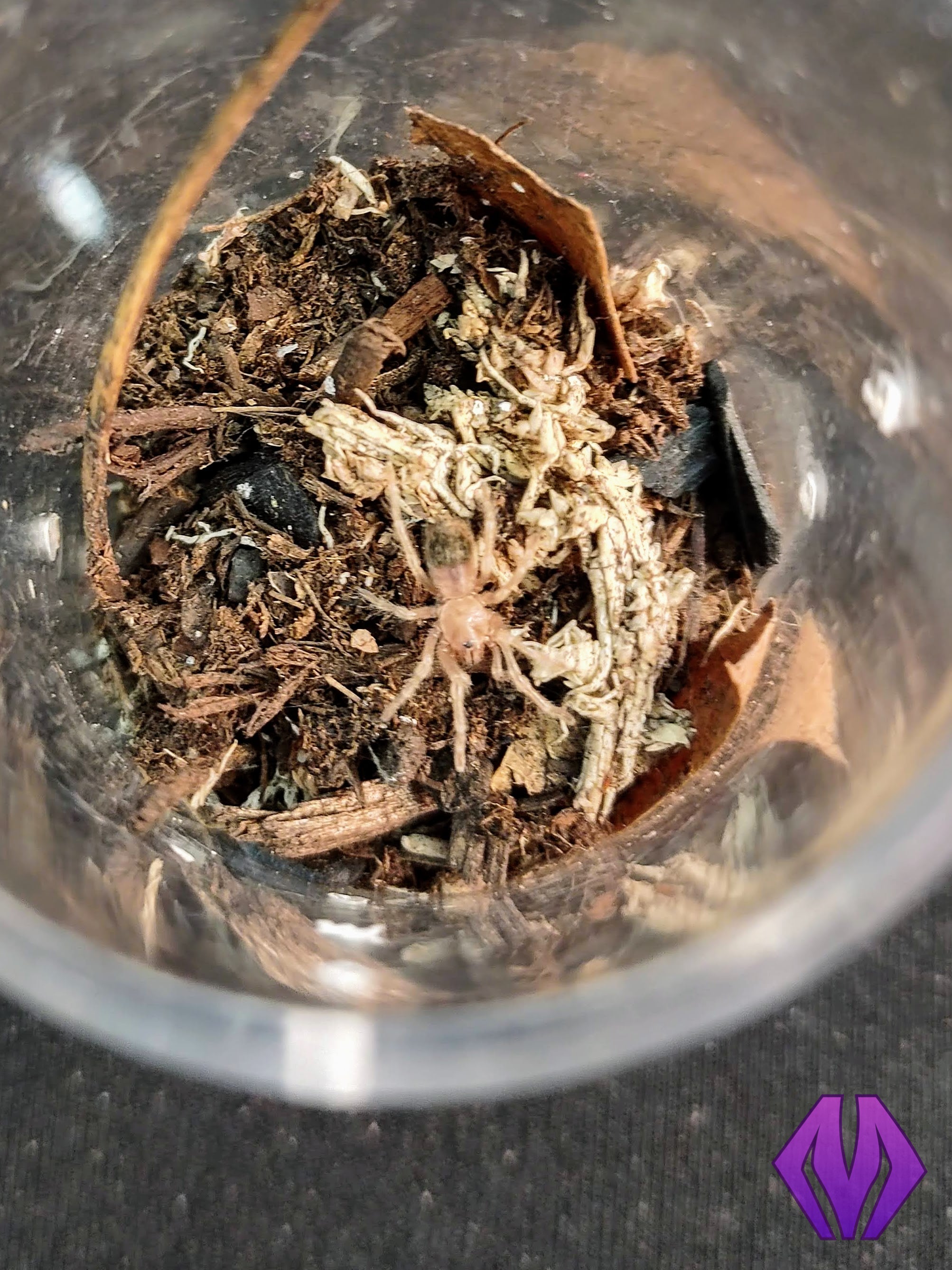 Brachypelma care guide – Marshall Arachnids