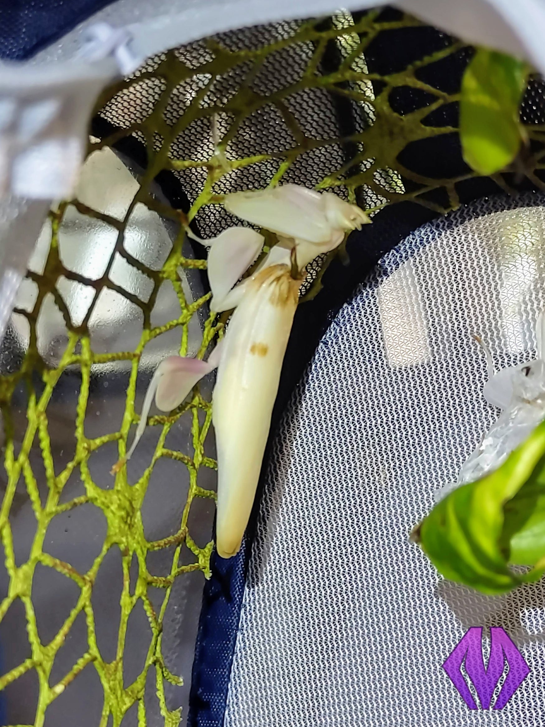 orchid mantis care guide – Marshall Arachnids