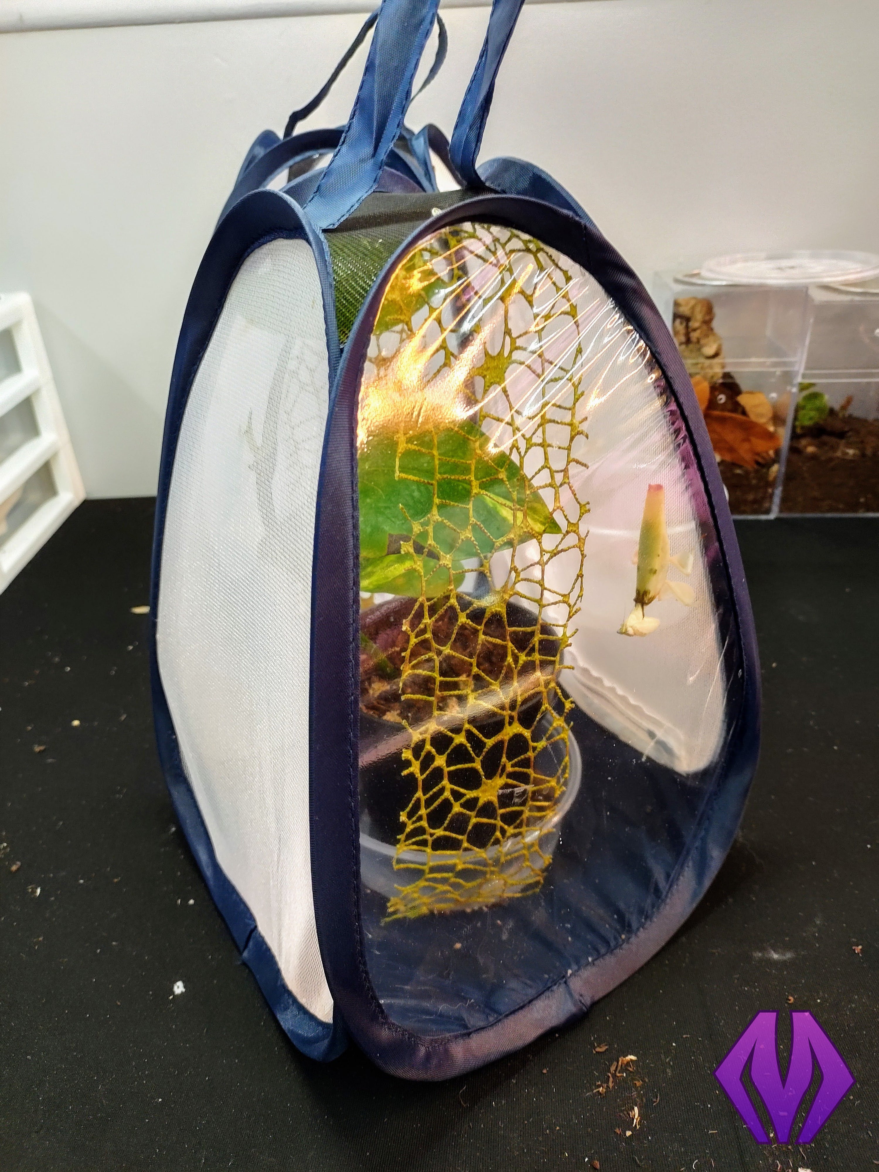 ghost mantis care guide – Marshall Arachnids