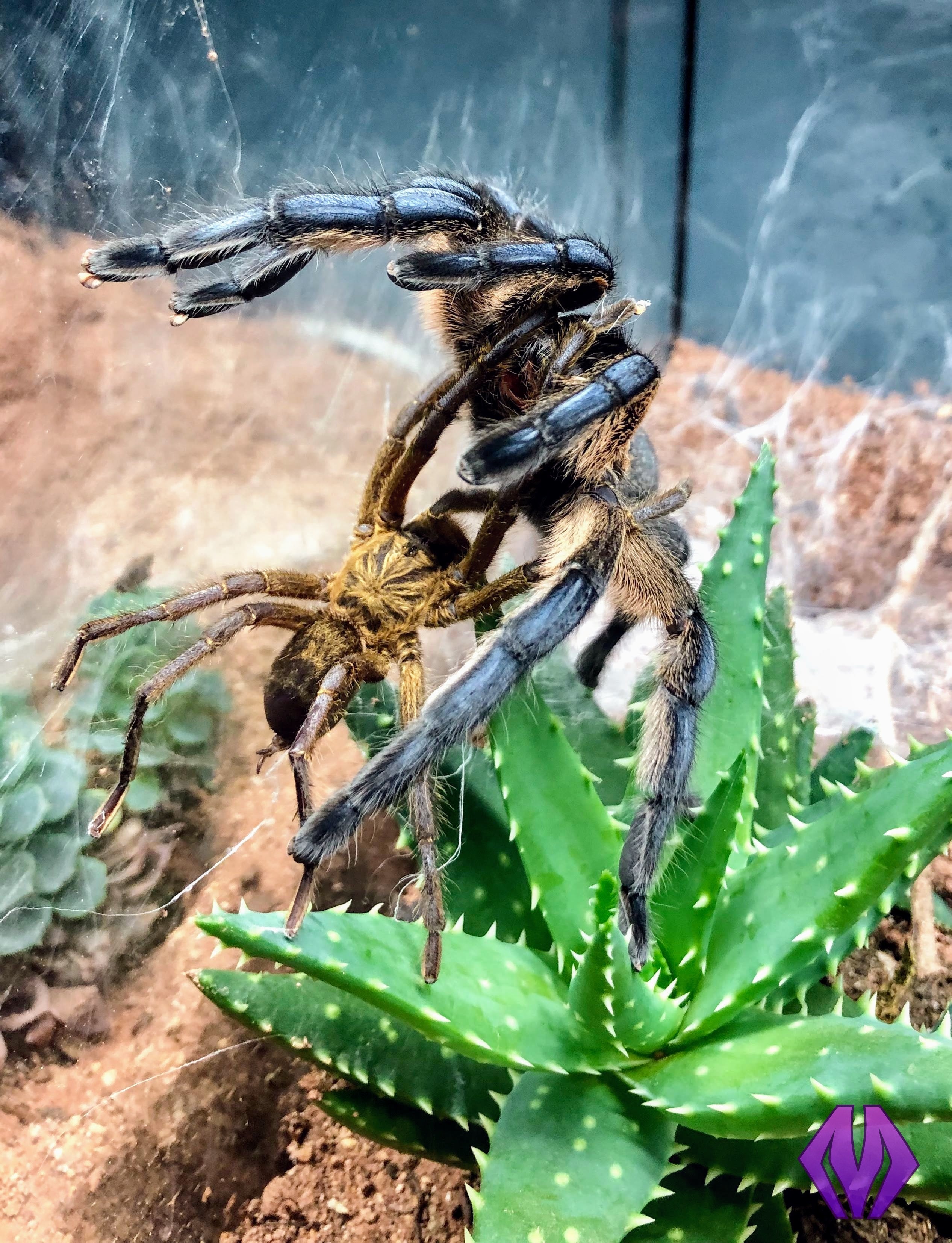 Harpactira pulchripes care guide – Marshall Arachnids