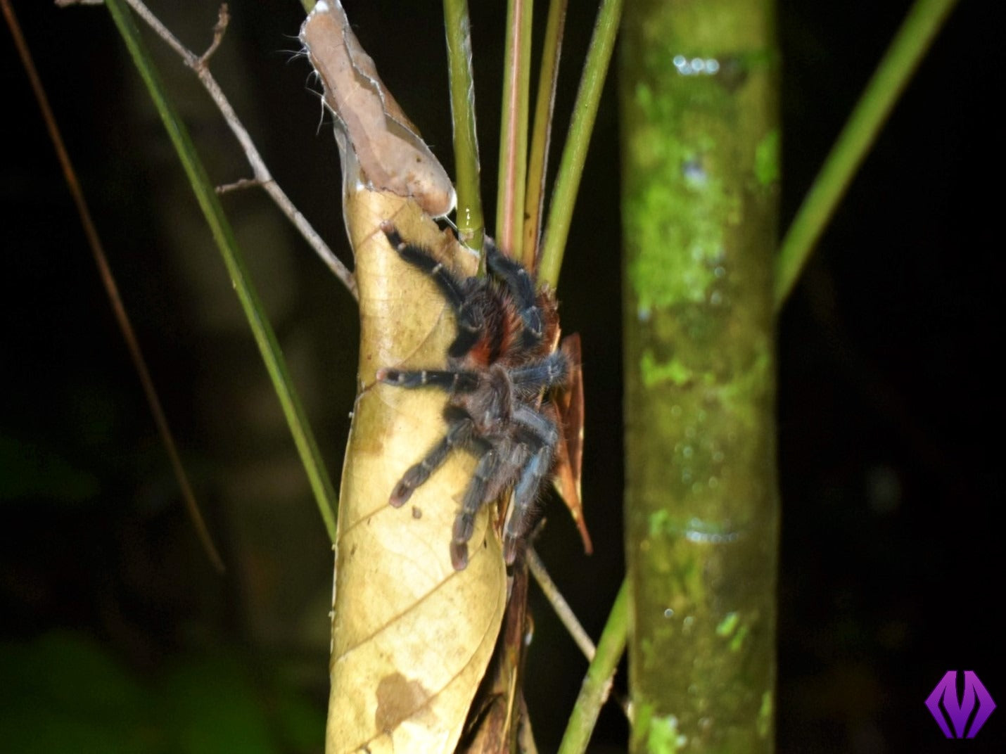 Avicularia care guide – Marshall Arachnids