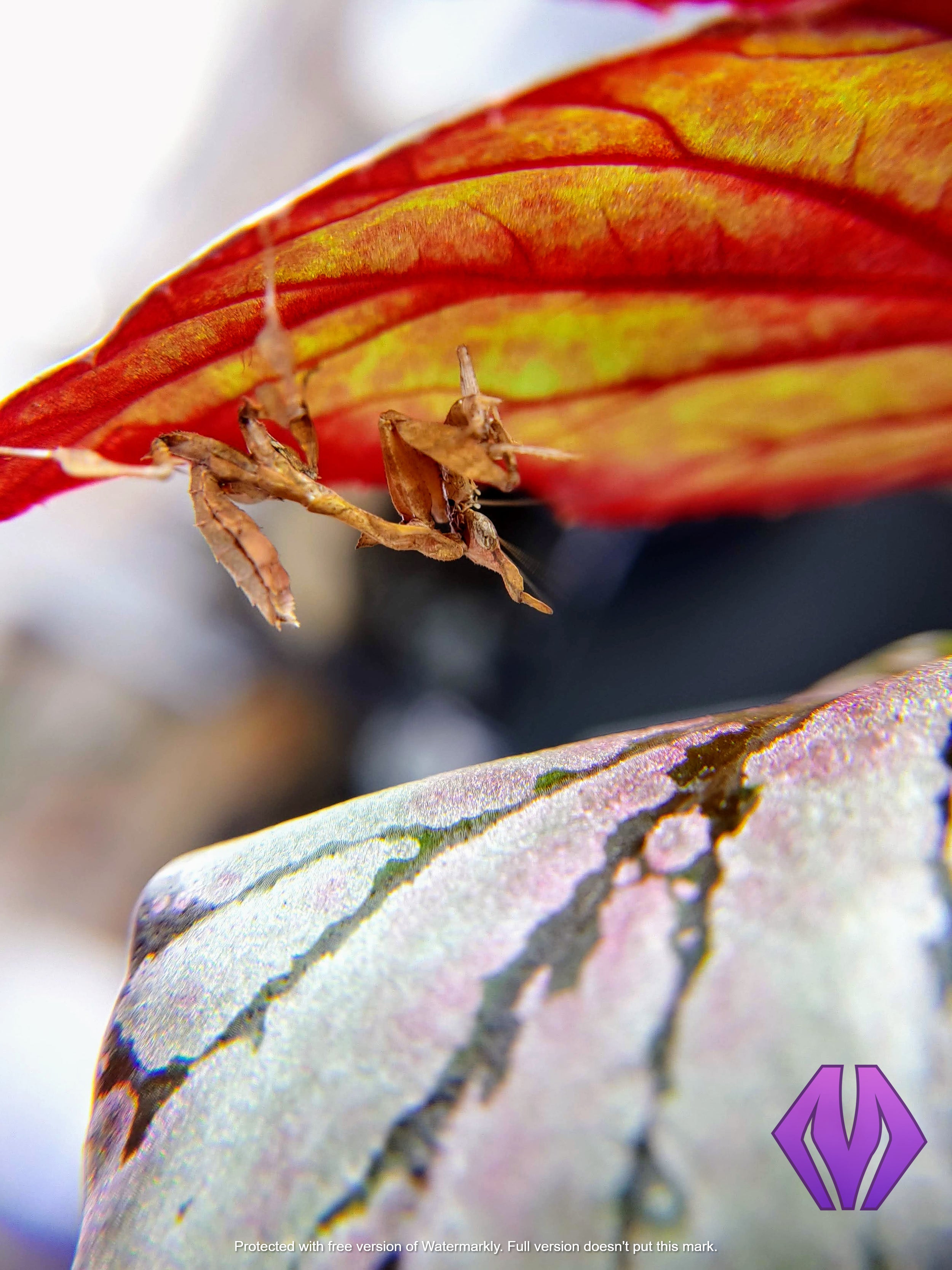 ghost mantis care guide – Marshall Arachnids