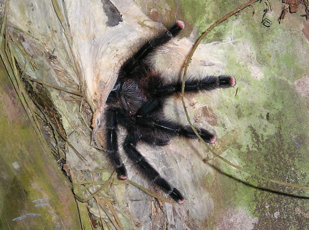 Avicularia care guide – Marshall Arachnids