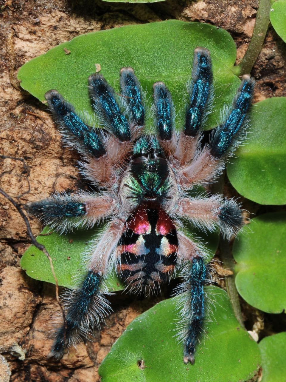 Typhochlaena seladonia care guide – Marshall Arachnids