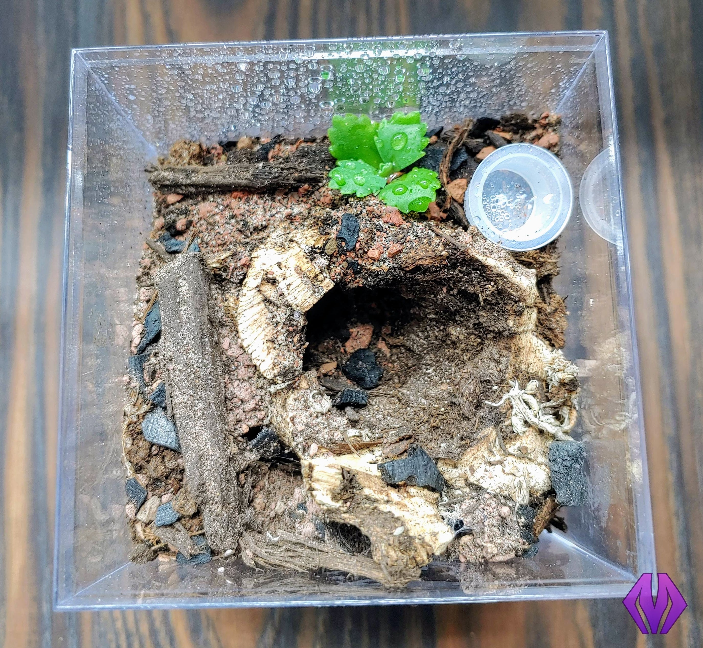 Harpactira pulchripes care guide – Marshall Arachnids