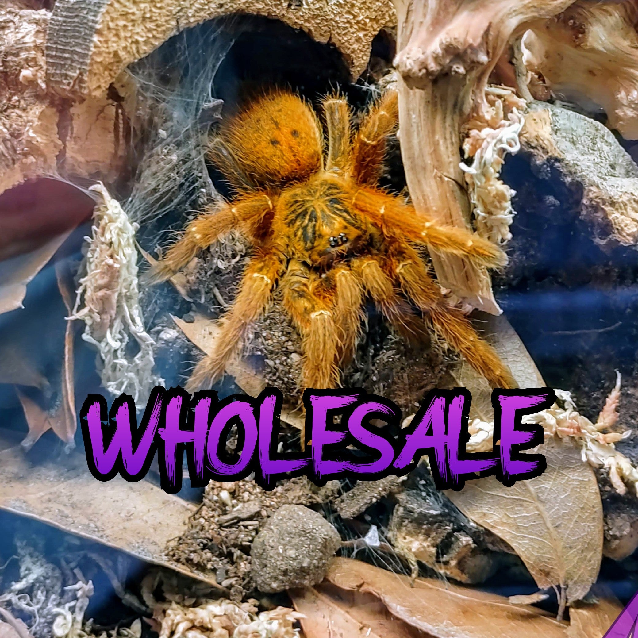 Pterinochilus murinus (RCF) WHOLESALE – Marshall Arachnids