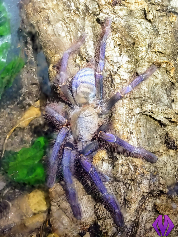 Phormingochilus sp. "Sabah Blue" – Marshall Arachnids
